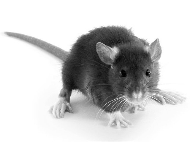 Compatibilités homme Rat - Astrothailande