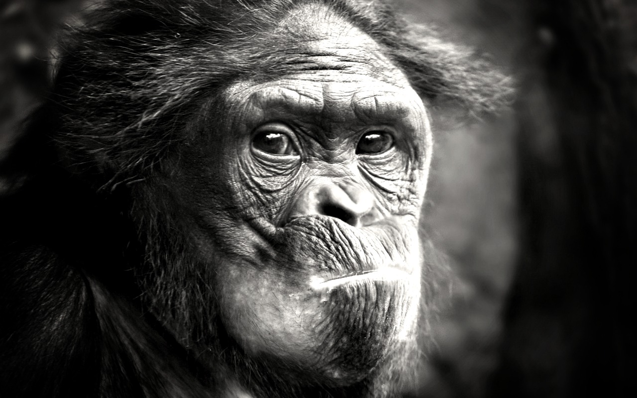 Compatibilités homme Singe - Astrothailande